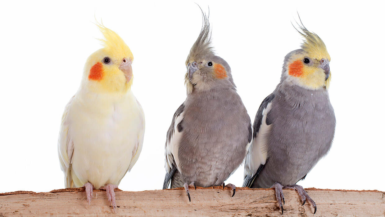 Calopsita - Saiba mais sobre a ave e como obtê-la - Paixão Animal